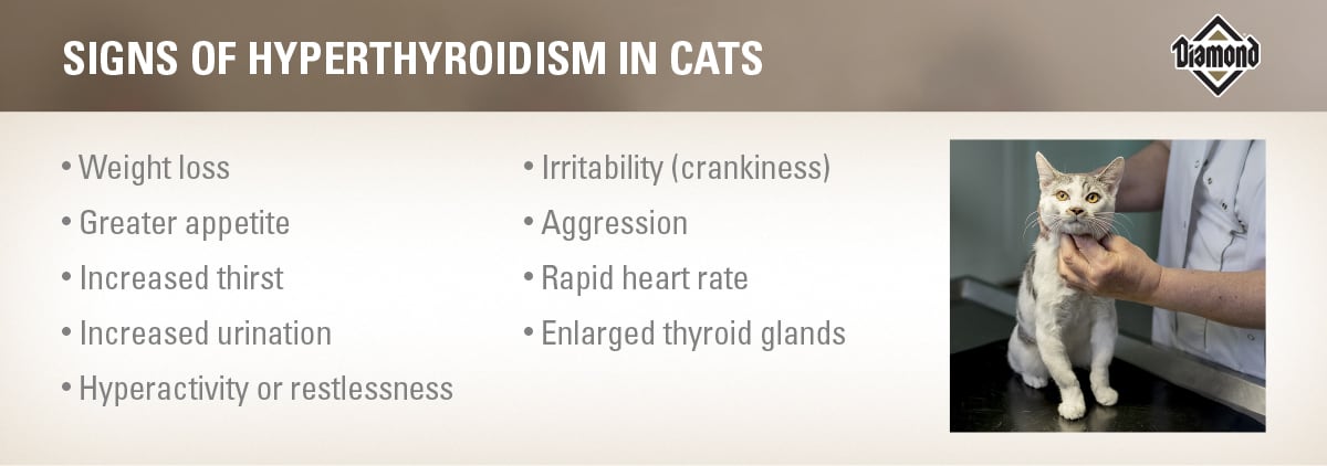 What Is Hyperthyroidism in Cats and Should I Worry? | Diamond Pet Foods
