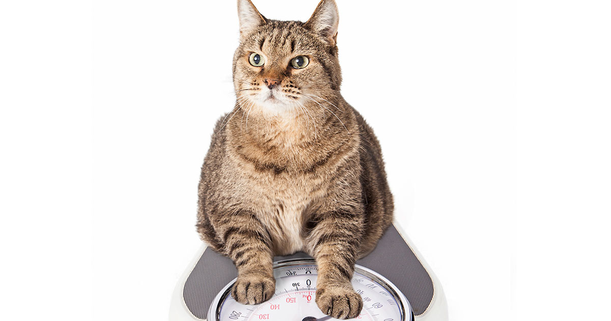 Fat Cats Face Serious Health Risks | Diamond Pet Foods