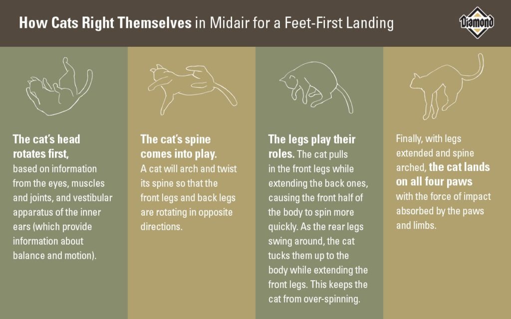 Do Cats Always Land on Their Feet?
