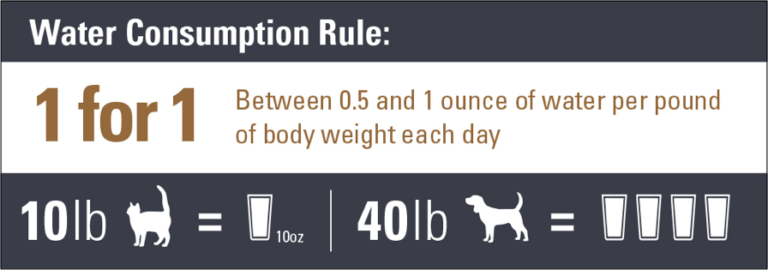 Is Your Pet Drinking Enough Water?