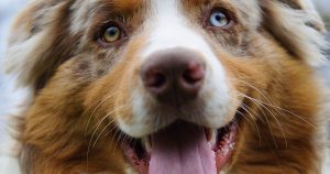 Understanding Your Dog's Skin and Coat Layer by Layer | Diamond Pet Foods