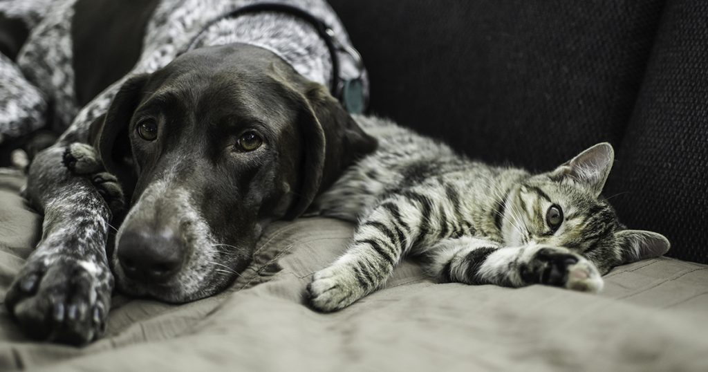 Understanding the Importance of Life-Stage Nutrition for Pets