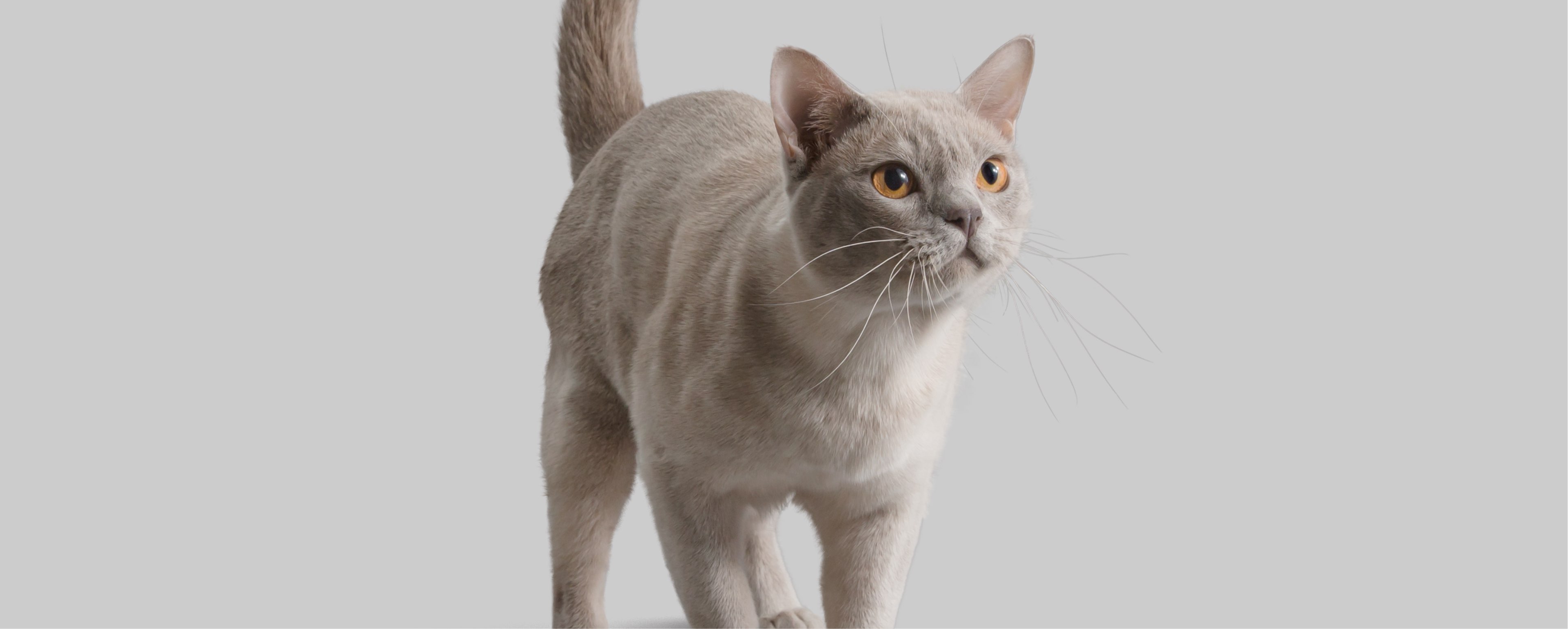 Diamond CARE Cat Foods | Diamond Pet Foods