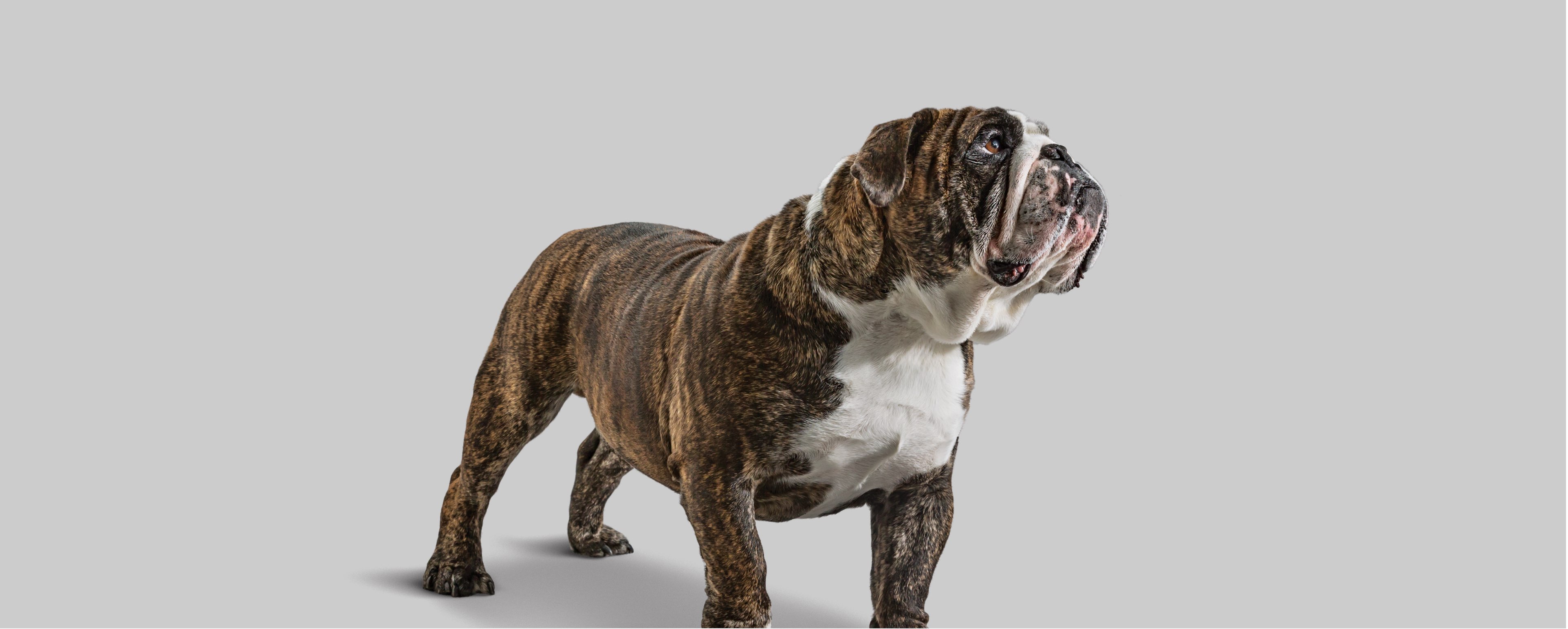 Diamond CARE Dog Food | Diamond Pet Foods