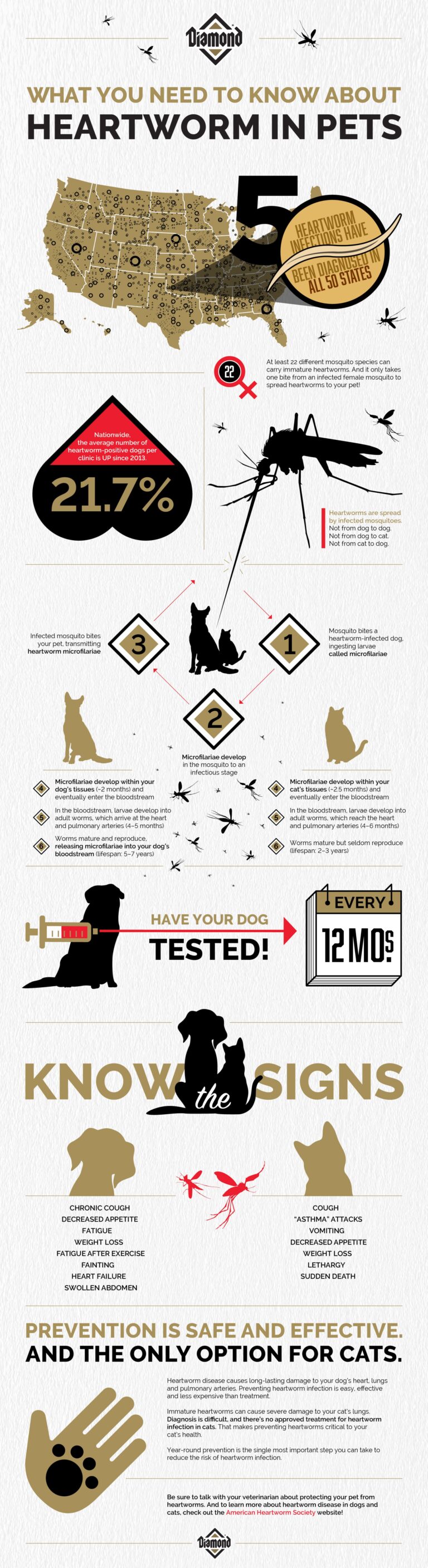 What You Need to Know About Heartworm in Pets