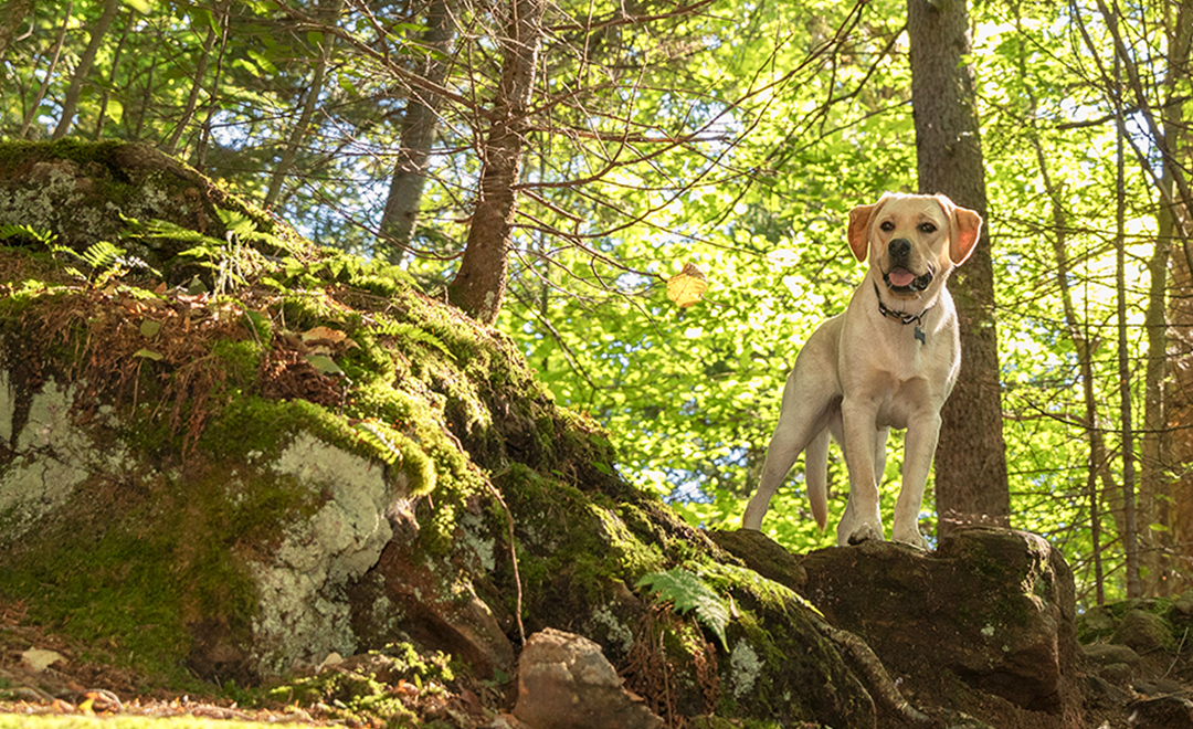 Contact Information | Diamond Pet Foods