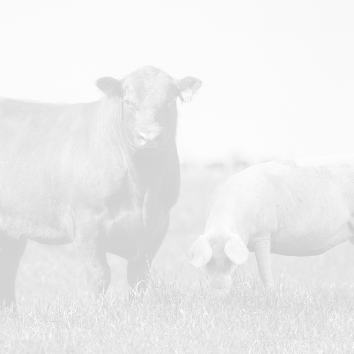 Diamond Pro89 for Dogs | Diamond Pet Foods