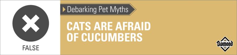 Are Cats Afraid of Cucumbers? | Diamond Pet Foods