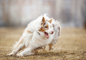 The Best Dog Breeds For Distance Runners | Diamond Pet Foods