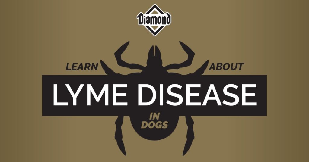 Lyme Disease in Dogs: Prevention Tips and Facts