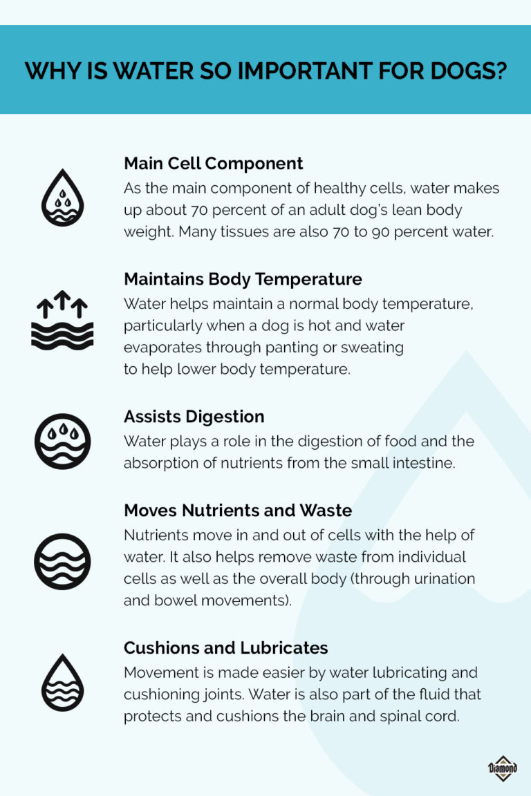 Hydration Is Key for Performance Dogs