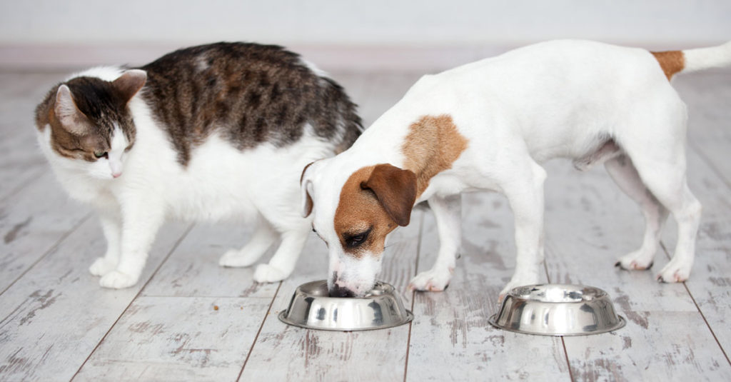 Pet Talk Blog | Pet Parent Resources | Diamond Pet Foods