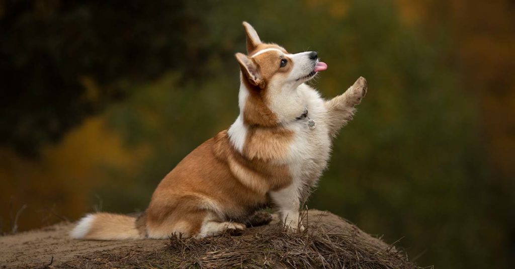 Pets Can Be Left- or Right-Pawed
