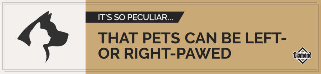 Pets Can Be Left- or Right-Pawed