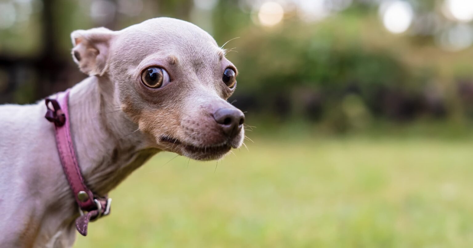 Signs Your Dog is Antisocial