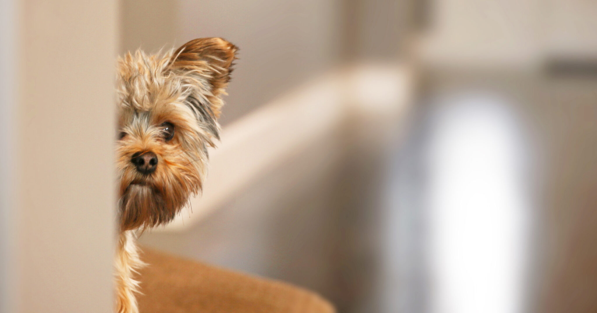 Why Is My Dog Scared of People?
