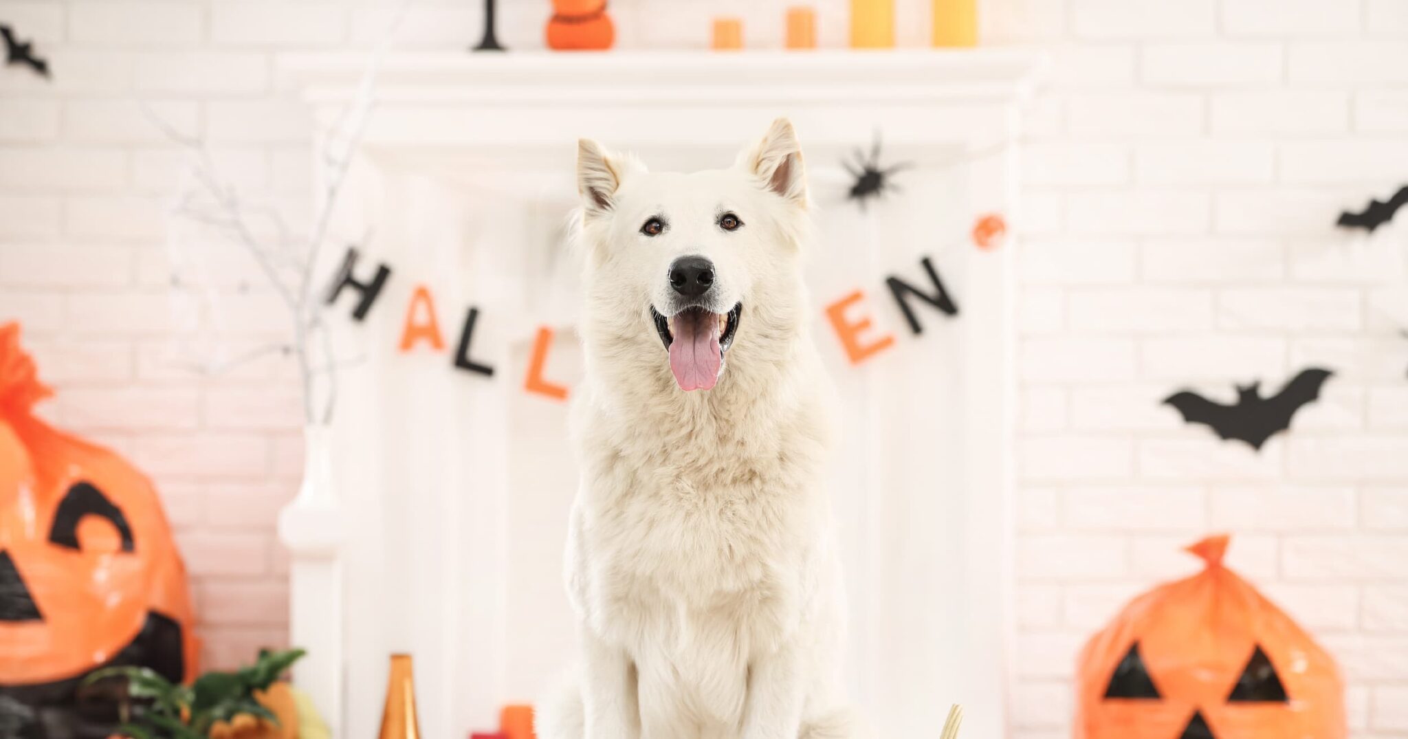 How to Host a Haunting Halloween for Hounds
