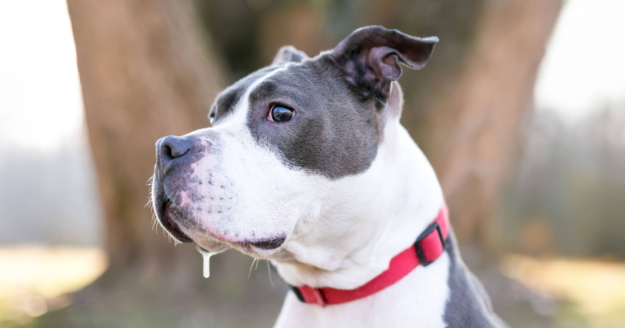 Why Do Dogs Drool? Understanding Causes & When to Worry