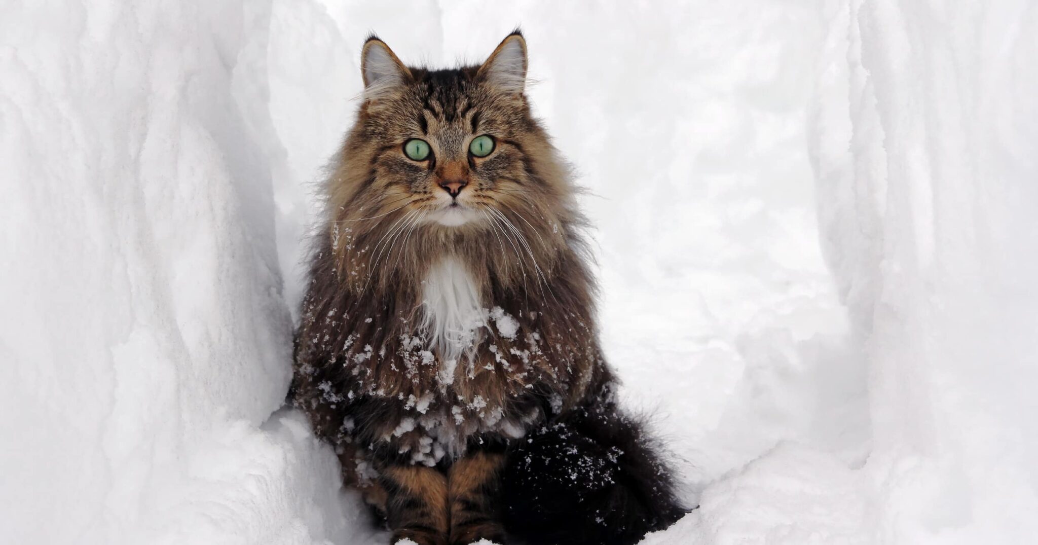 Cold Weather Cat Breeds Who Are Ready for Winter