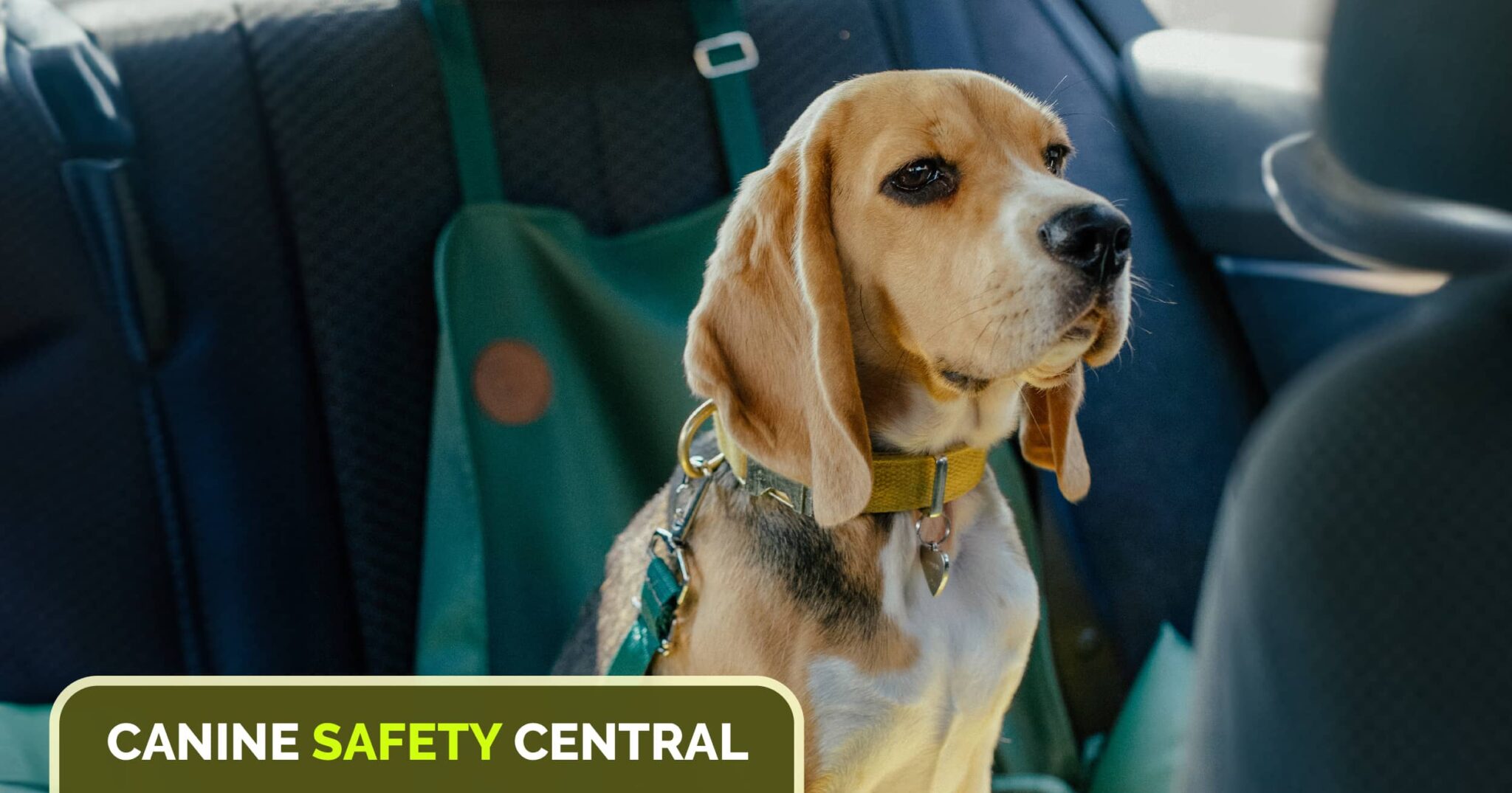 Canine Safety Central: Car Safety for Dogs