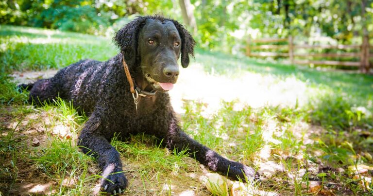 6 Retriever Breeds to Get to Know