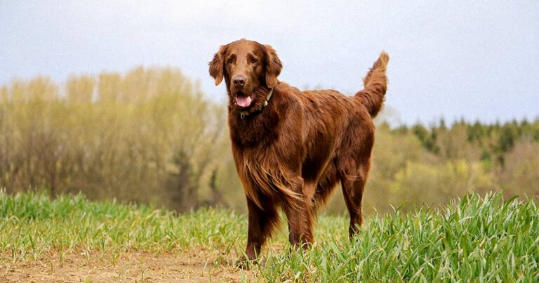 6 Retriever Breeds to Get to Know
