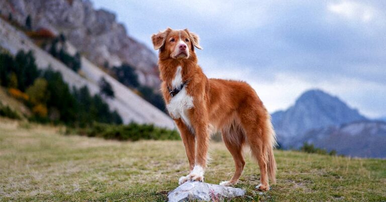 6 Retriever Breeds to Get to Know