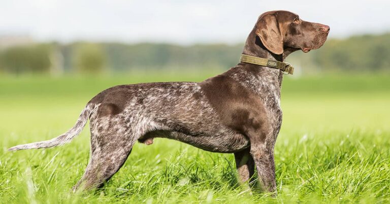 5 Best Pointer Breeds: High-Energy Hunting Dogs & Family Pets